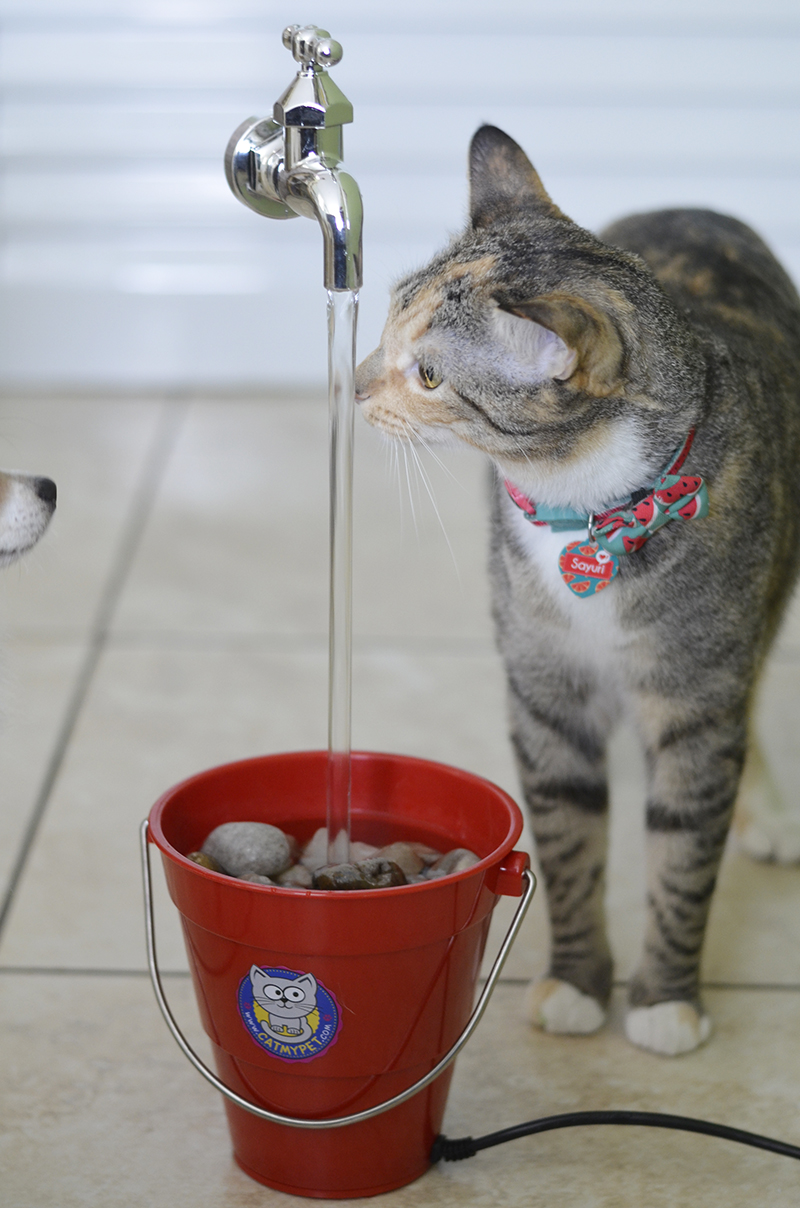 5 dicas para o seu gato beber mais água